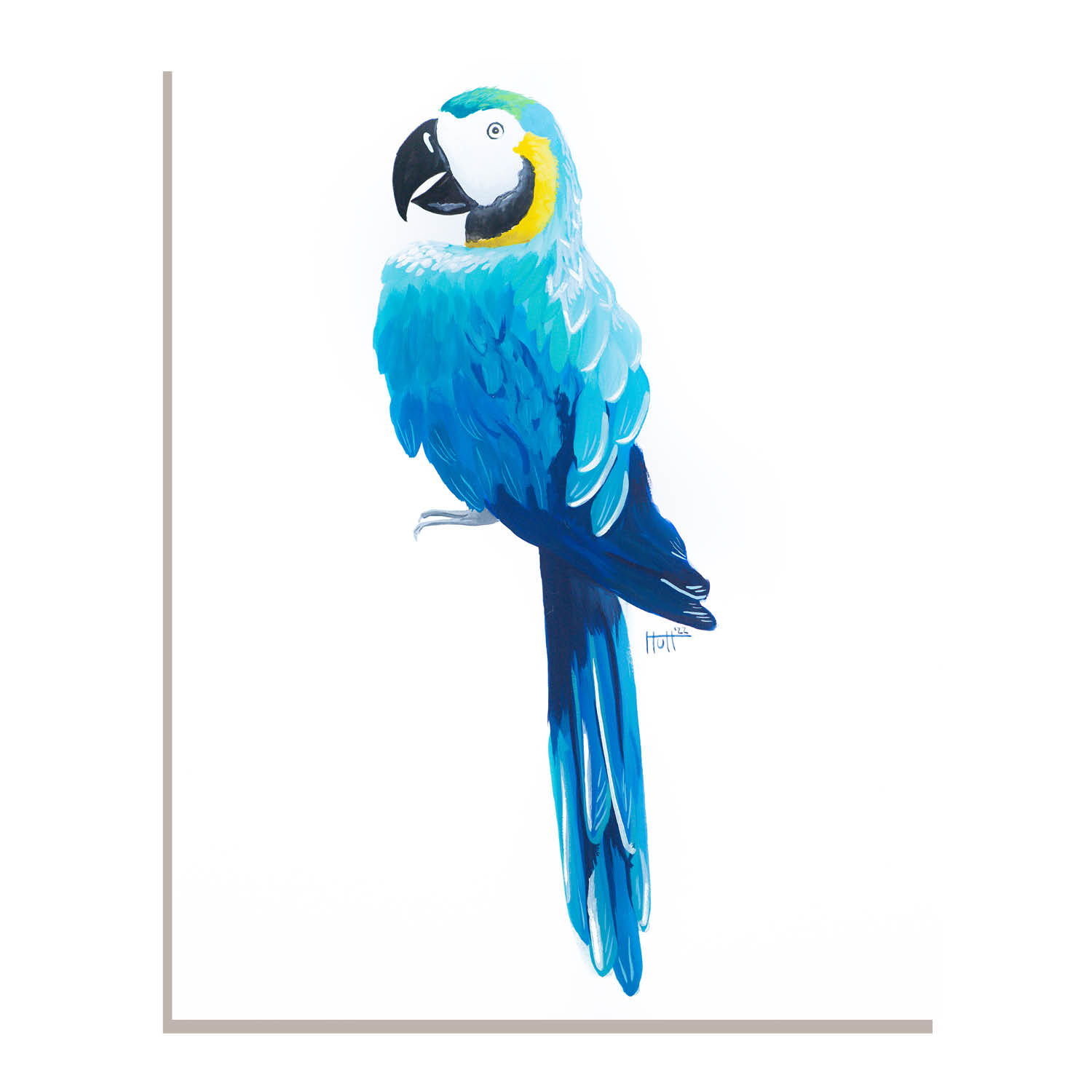 Blue Macaw Drawing